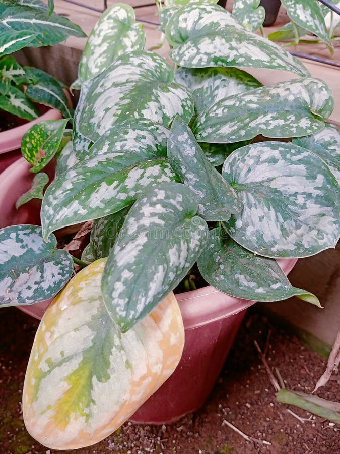 Various Types of Patterns Take Place Inside the Leaf of the Decorative ...