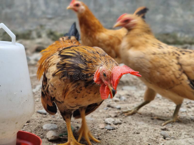 Various Types of Pet Chickens are Raised in Cages. Beautiful Pet ...