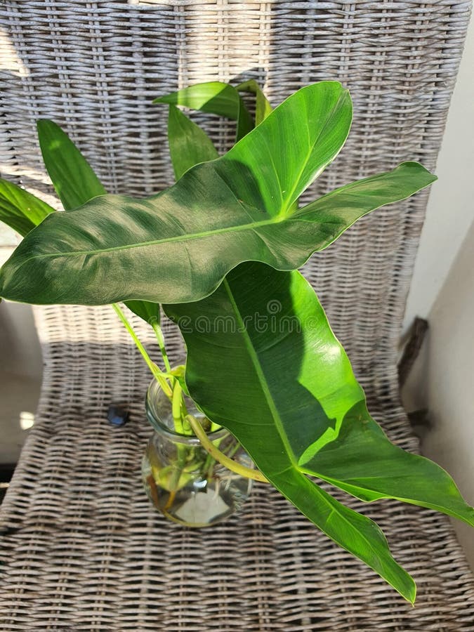 Various Types of Philondendron Ornamental Plants are Quite Popular in ...
