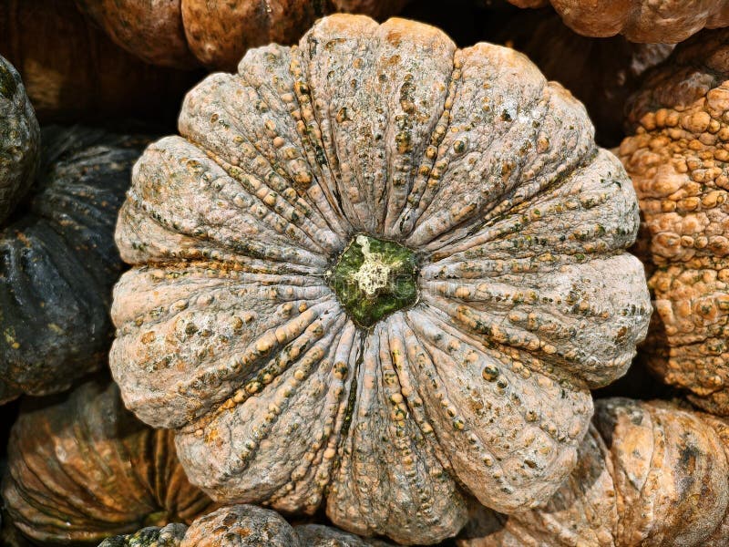 Various Types of Pumpkins are Stacked on Top of Each Other Stock Image ...