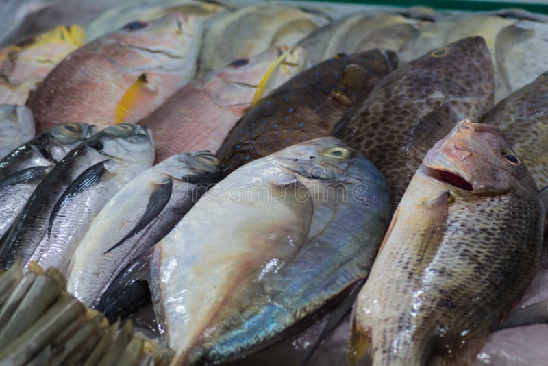 Various Types of Sea Fish on the Market, Vietnam Stock Photo - Image of ...