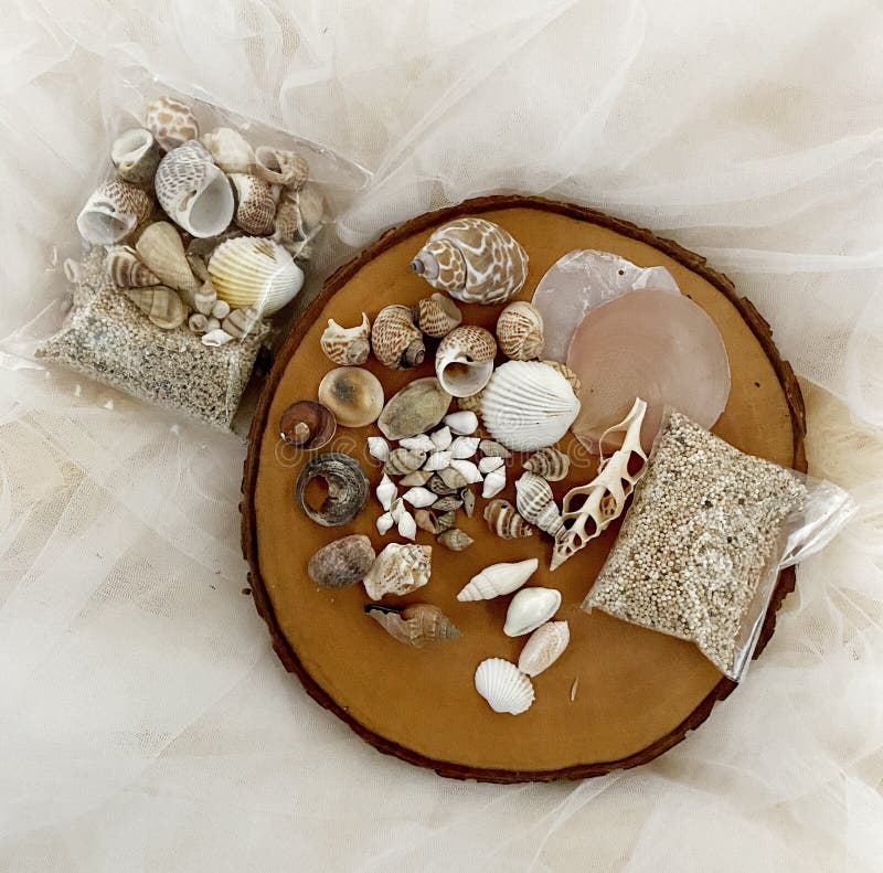 Various Types of Sea Shells Stock Photo - Image of snack, cuisine ...