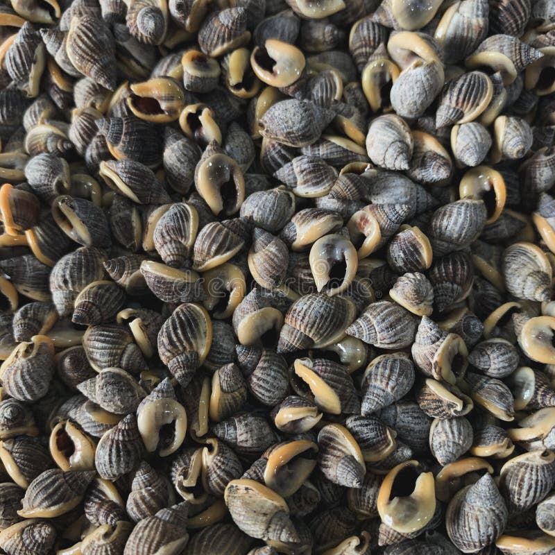 Various Types of Sea Shells Stock Photo - Image of animal, invertebrate ...