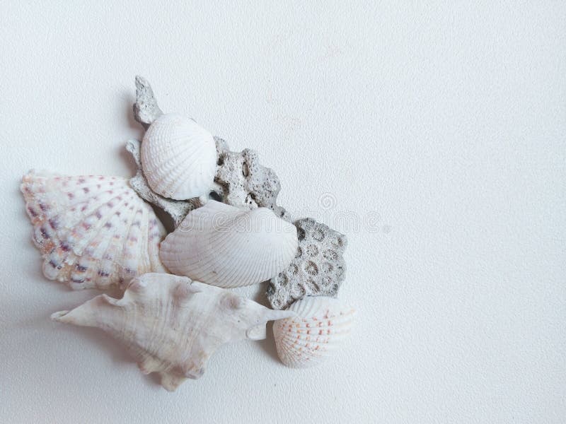 Various Types of Sea Shells and Coral Reefs Stock Image - Image of ...