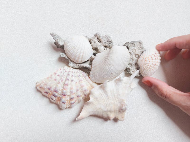 Various Types of Sea Shells and Coral Reefs Stock Photo - Image of ...