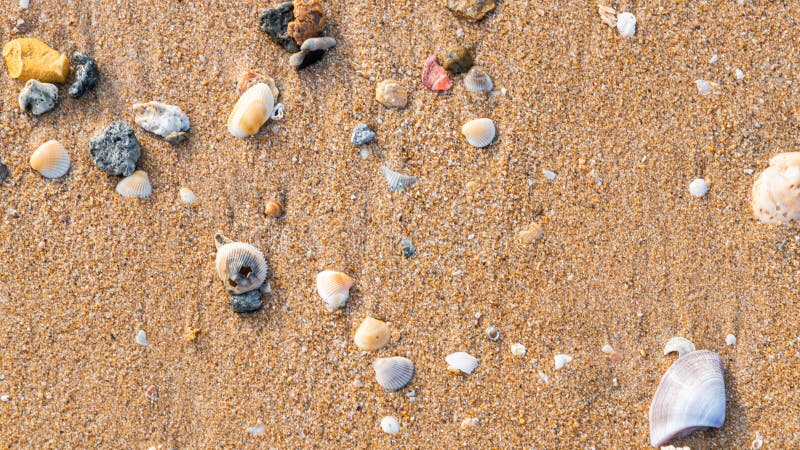 Various Types of Shells are Left on the Sandy Ground Stock Image ...
