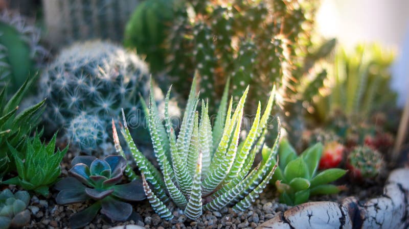 Various Types of Small Cactus in Big Pot. Stock Image - Image of nature ...