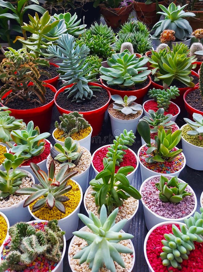 Various Types of Succulent Plants and Cacti Stock Photo - Image of ...