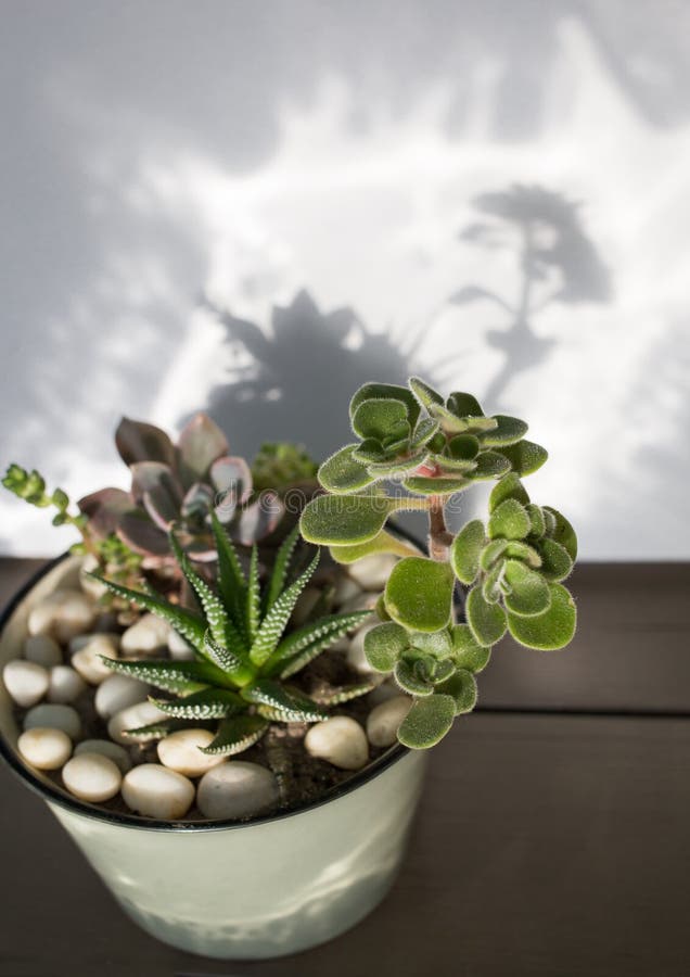 Various Types of Succulents in a Composition in a Ceramic Pot Stock ...