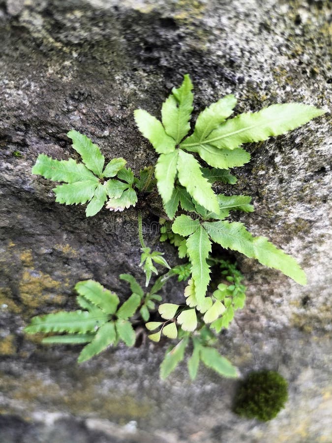 Various Types of Suplir Plants on the Cliff Look Beautiful Stock Photo ...
