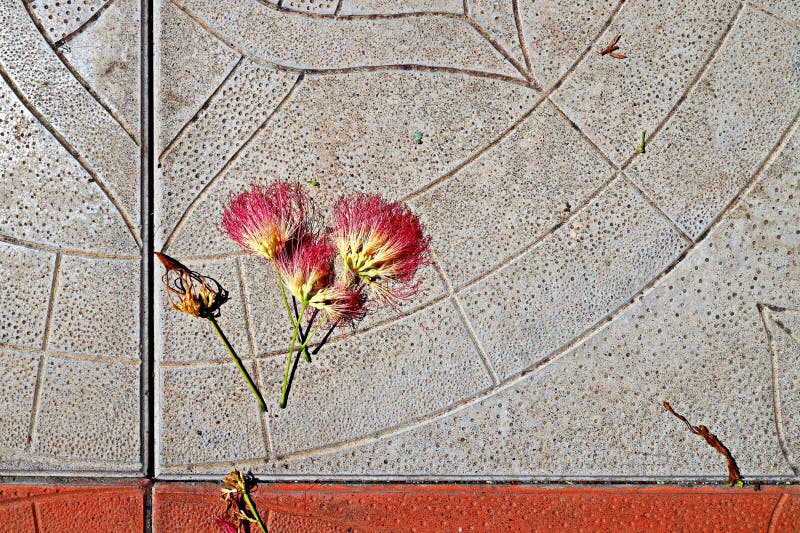 150 Types Natural Stone Flooring Tiles Stock Photos - Free & Royalty ...