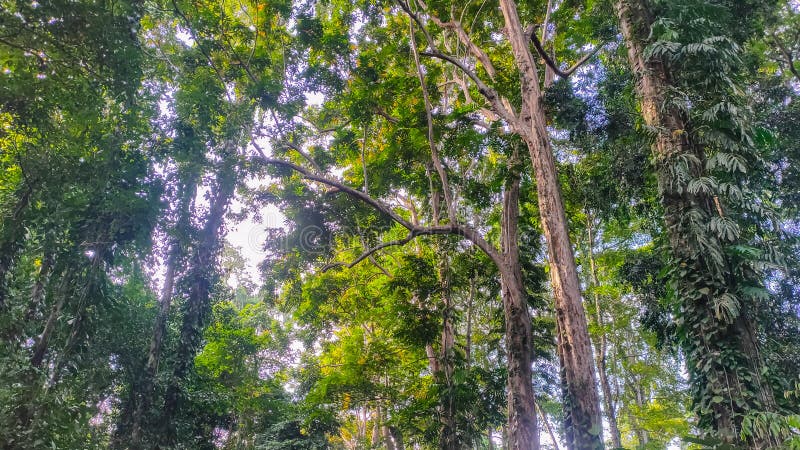 Various Types of Trees Grow Towering in the Tropical Forests of Papua ...