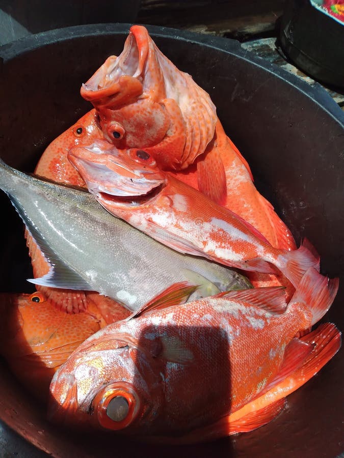 Various Types of Very Beautiful Red Skinned Fish Stock Image - Image of ...