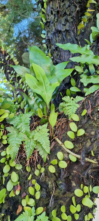 Various Types of Wild Ferns Growing on a Tree Trunk Stock Image - Image ...