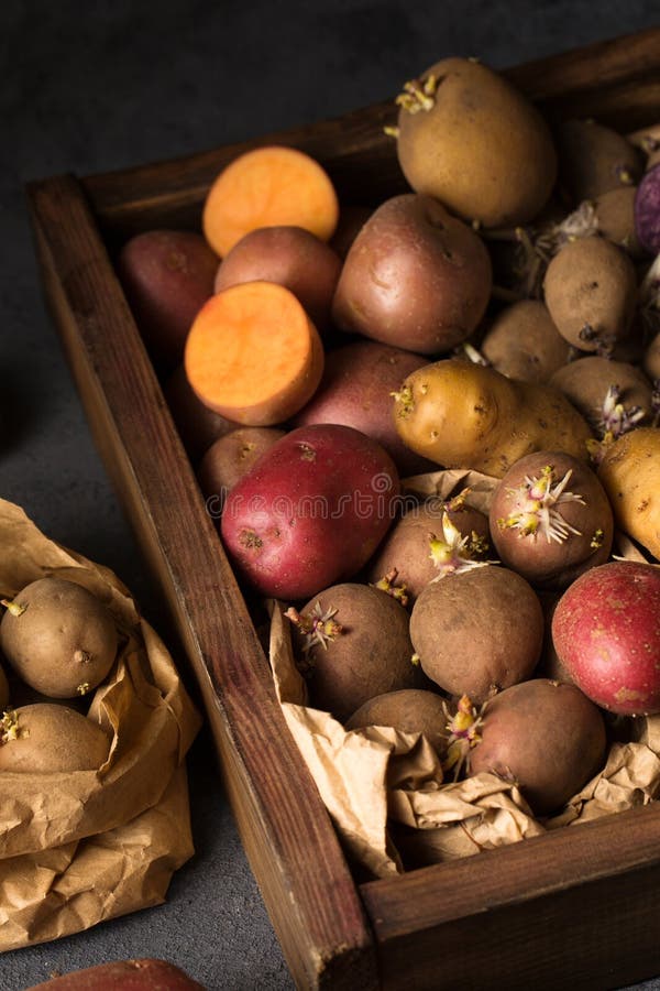 Various Varieties of Potatoes Stock Photo - Image of germination, rural ...