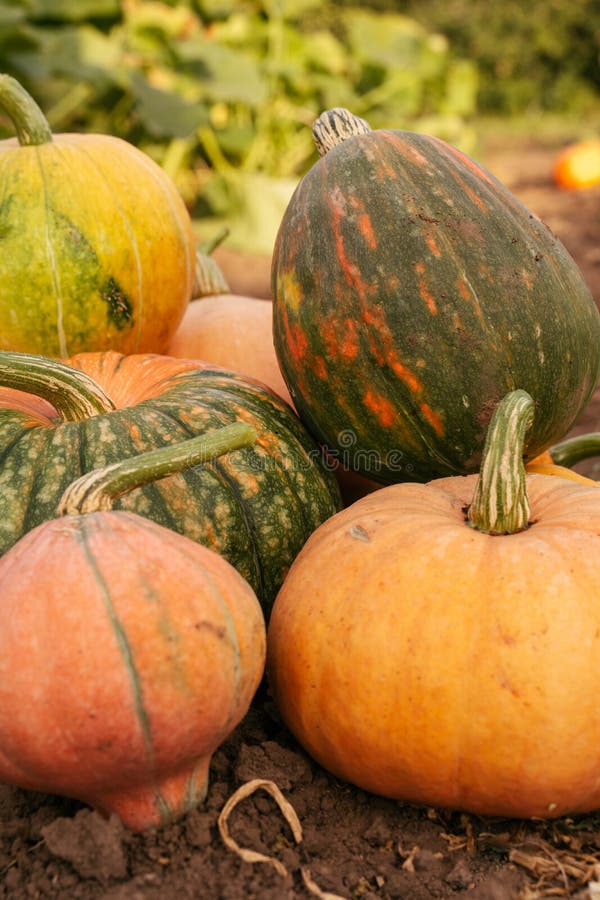 Different Varieties of Pumpkins in One Pile in the Garden. Colorful ...