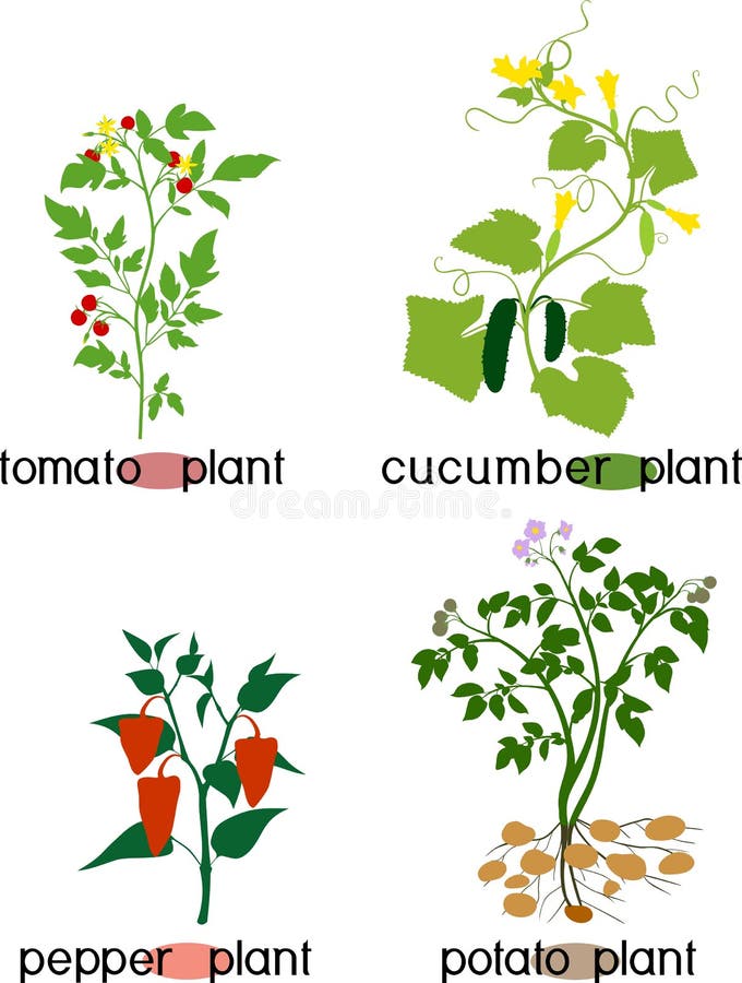 Various vegetable plants stock vector. Illustration of agriculture ...