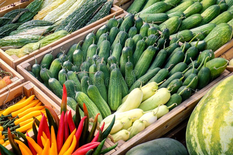 Various of vegetable stock photo. Image of cucumber, cultivate - 72110386