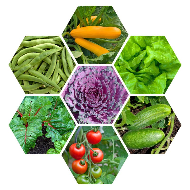 Various Vegetables in a Collage Stock Illustration - Illustration of ...