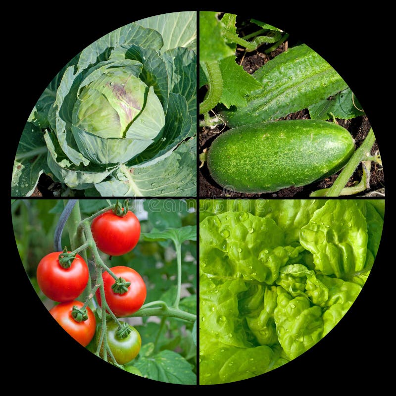Various Vegetables in a Collage Stock Illustration - Illustration of ...