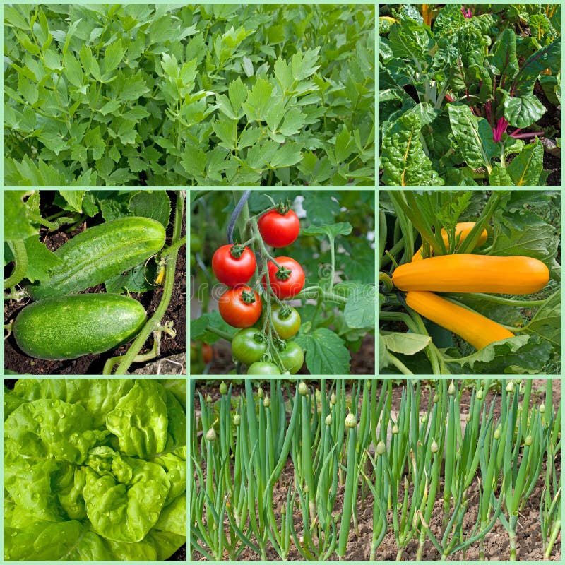 Various Vegetables in a Collage Stock Illustration - Illustration of ...