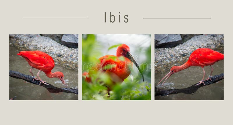 Various View of Beutiful Orange Ibis Stock Photo - Image of freedom ...