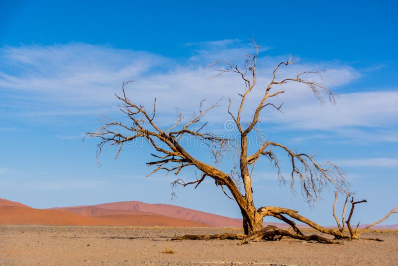 Various Views of Dune 45 in the Namib Desert Stock Photo - Image of ...