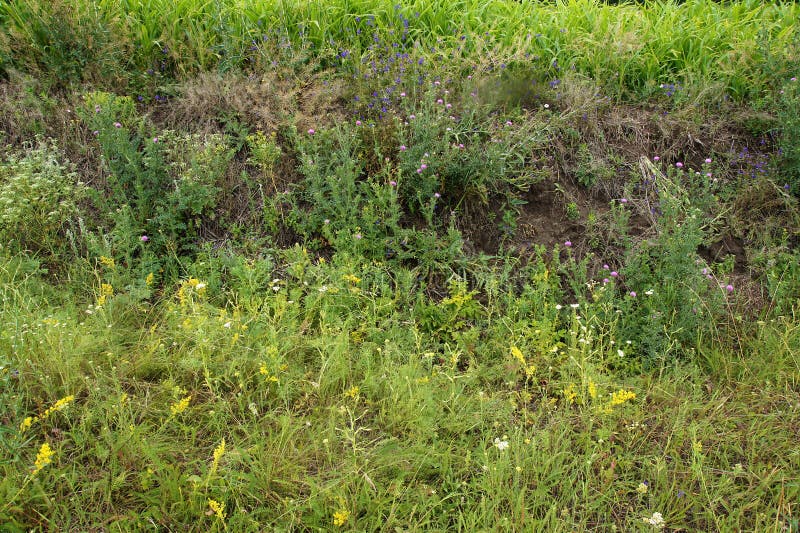 Various Weeds Surround Fields Stock Photo - Image of abstract, pattern ...