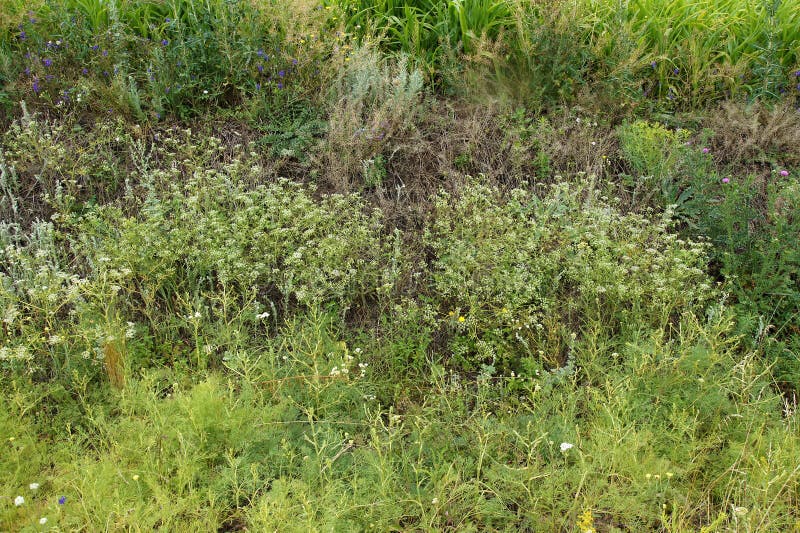 Various Weeds Surround Fields Stock Image - Image of floral, ground ...