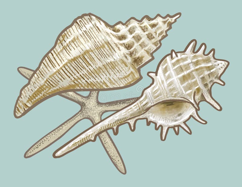 Various White Sea Shells Illustration Stock Vector - Illustration of ...