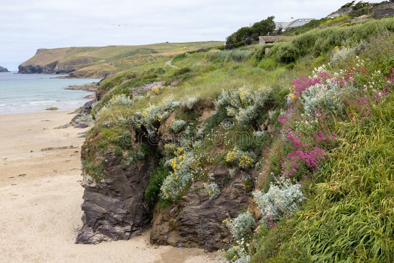 Various Wildflowers Growing on the Cliff Edge in Polzeath Cornwall ...