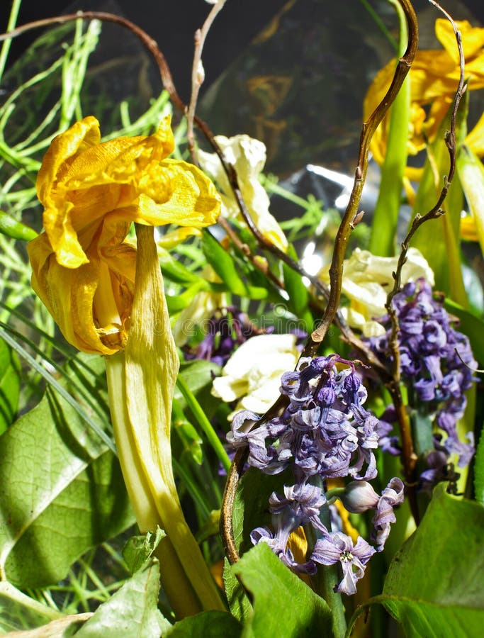 Various wilted flowers stock photo. Image of left, dehydration - 37625270