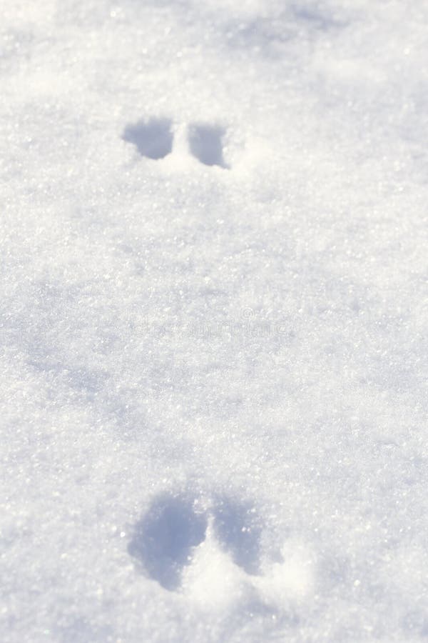 Deer Tracks in the snow stock photo. Image of outdoors - 287852978