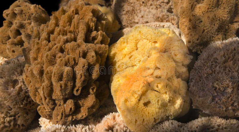 Various Yellow and Brown Sea Sponges Stock Photo - Image of ...