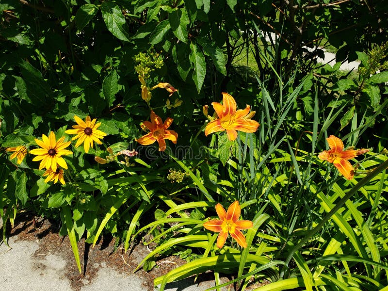 Various Yellow Garden stock image. Image of garden, green - 224258839