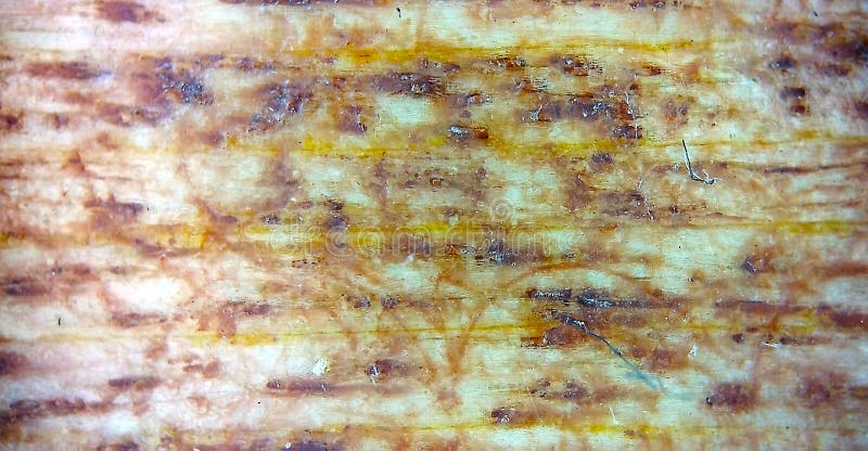 1,410 Wood Microscope Stock Photos - Free & Royalty-Free Stock Photos ...