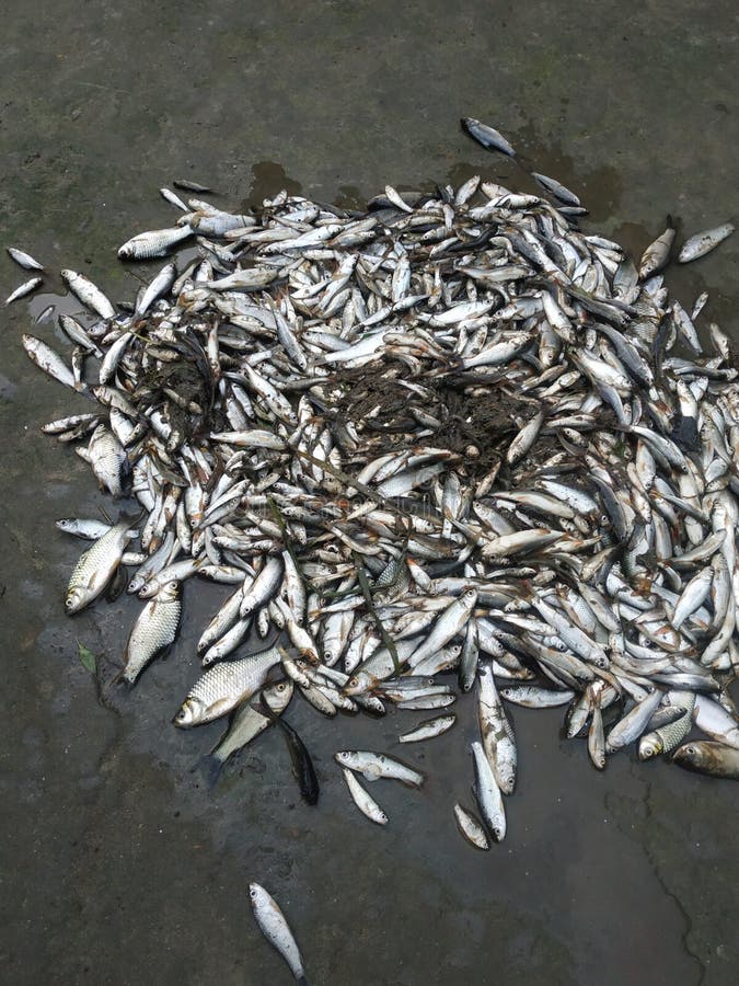 Varities village fish stock image. Image of lighting - 206867793