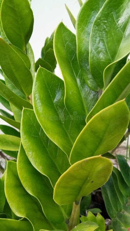 Greenery Lovely Garden is Good Environment Stock Photo - Image of ...