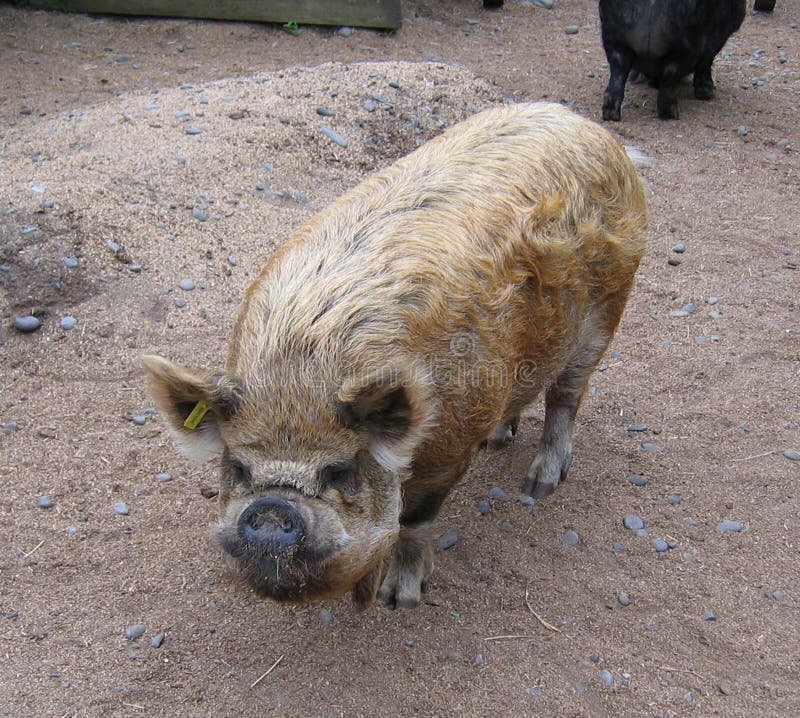 1,965 Lelijk Varken Foto's - gratis en royaltyvrije stockfoto's uit ...