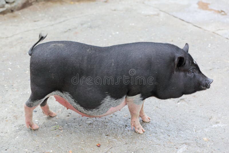 Varken stock afbeelding. Image of zeug, binnenlands, geacclimatiseerd ...