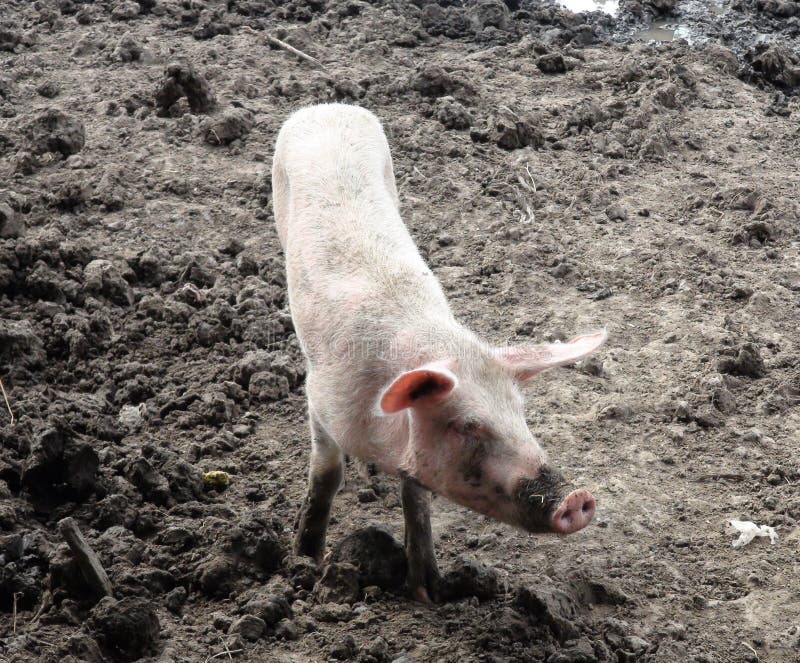 Varkenszout in de modder stock foto. Image of naughty - 168454692