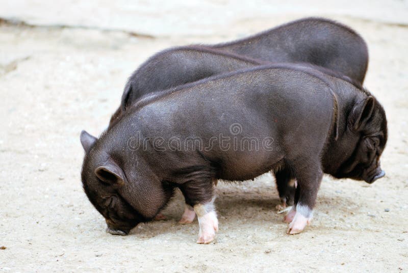 Het Wilde Varken Doorbladeren Stock Foto - Image of zeug, varken: 7526836