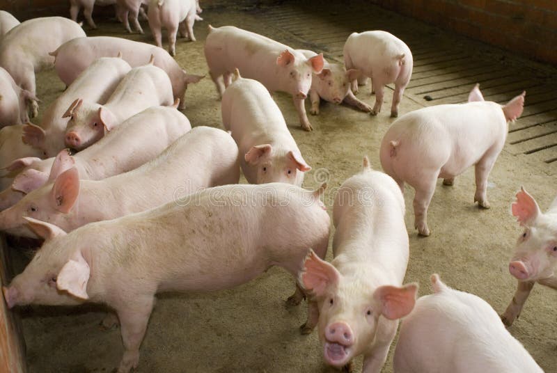 Varkensboerderij. Kleine Biggetjes. Varkenshouderij is Het Houden En ...