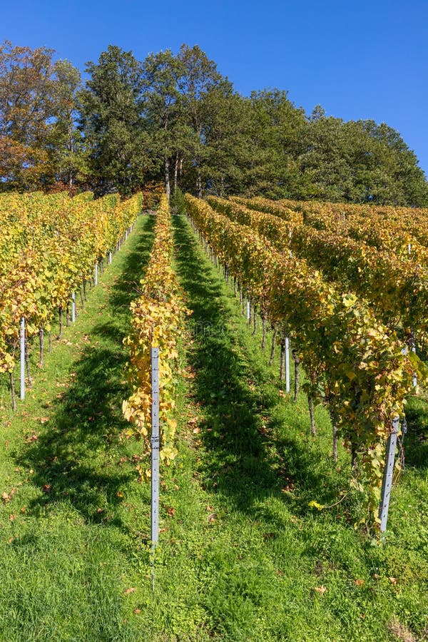 Varnhalt vineyards stock image. Image of germany, autumn - 179663891