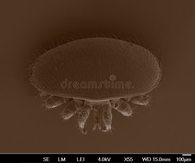 Bee Parasite stock photo. Image of wings, insects, pollen - 17256714