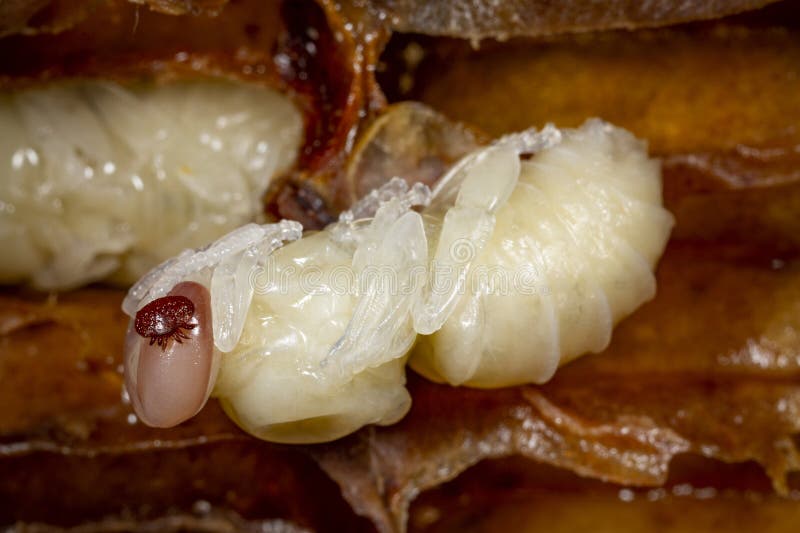 The Varroa Destructor Bee Parasite on a Nymph of Bee Stock Photo ...