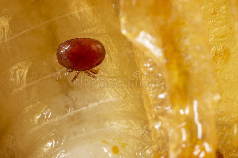 Varroa Destructor Bee Parasite on a Nymph of Bee Stock Photo - Image of ...
