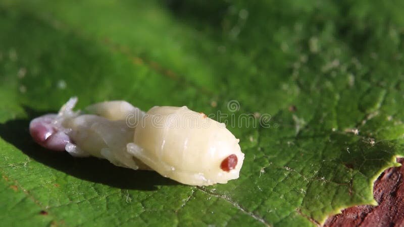 Varroa Mite, Larva and Drone Wasp. Stock Video - Video of pests ...