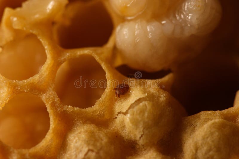 Varroa stock image. Image of bees, infestation, varroa - 66312319