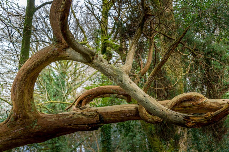 The Varying Textures of Bare Tree Branches in Winter Stock Image ...